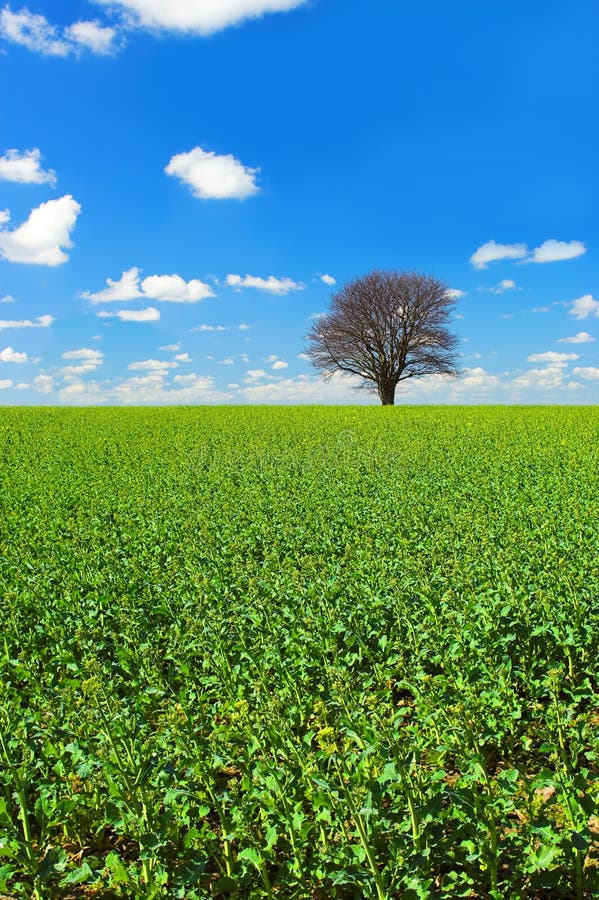 Arbre isolé image stock. Image du forêt, cloudless, solitaire - 1635641