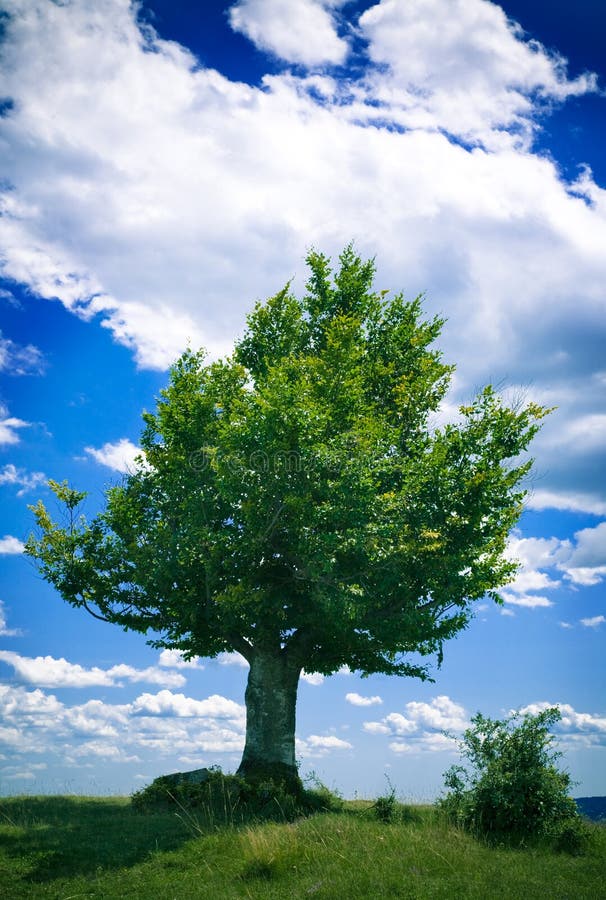 Arbre isolé photo stock. Image du été, environnement, hêtre - 2774338