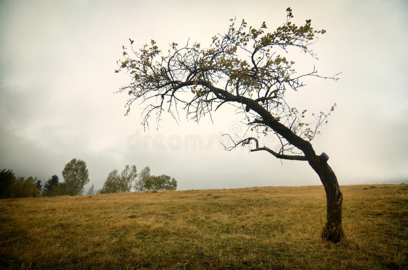 Arbre isolé photo stock. Image du horizontal, tranquille - 13921842