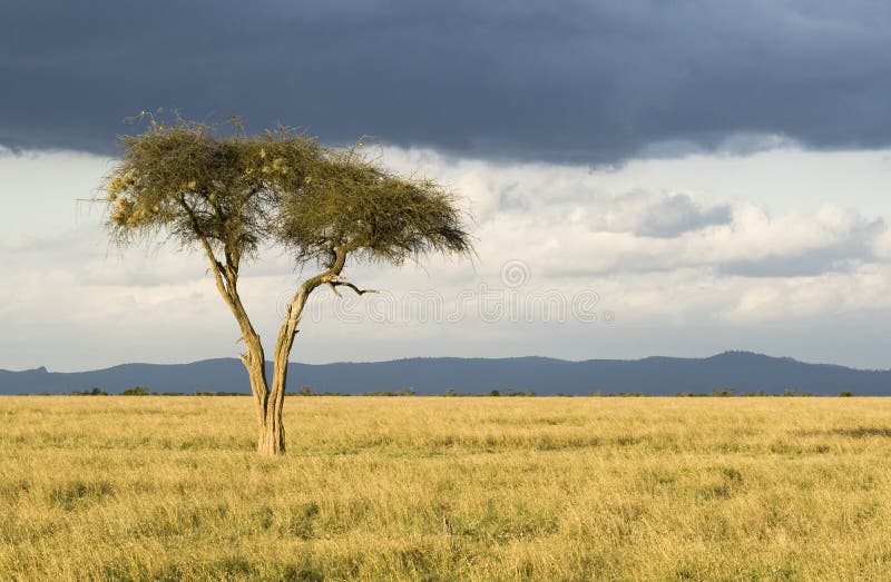 Arbre isolé photo stock. Image du plaine, kenya, afrique - 3582468