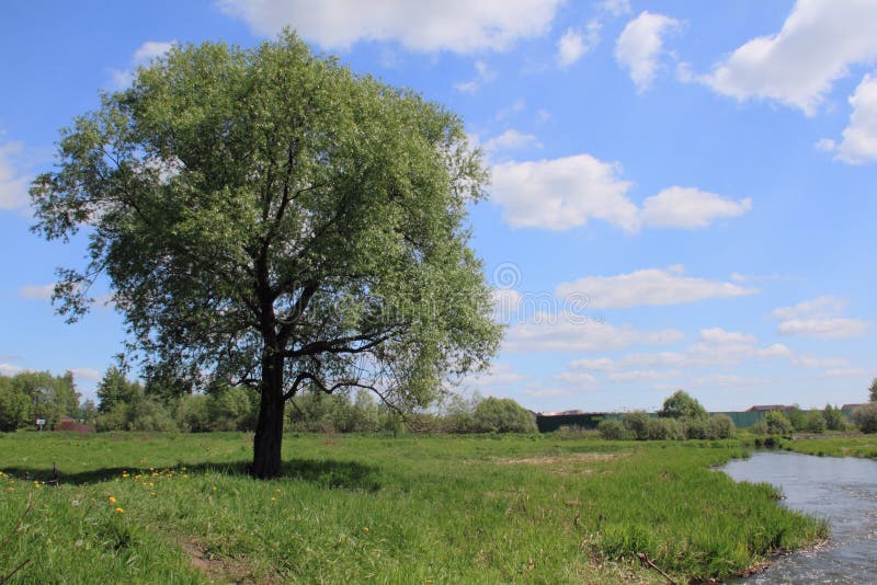 Arbre isolé photo stock. Image du ciel, seul, nature - 55879056