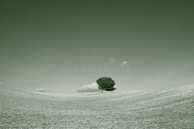 Arbre isolé image stock. Image du espagne, horizontal, ciel - 611531