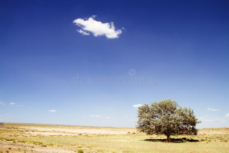 Arbre isolé dans le désert photo stock. Image du saison - 18550254