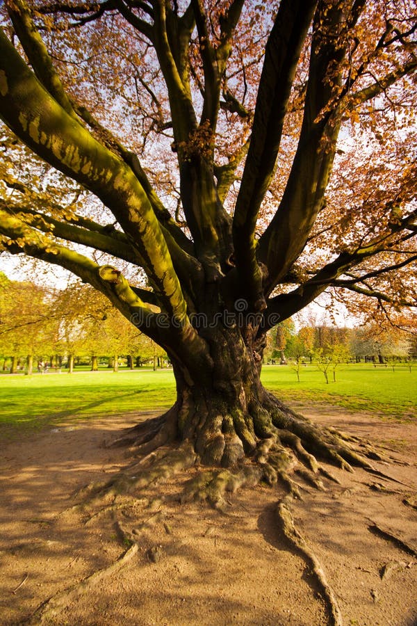 Arbre majestueux photo stock. Image du vieux, impressionnant - 5204200
