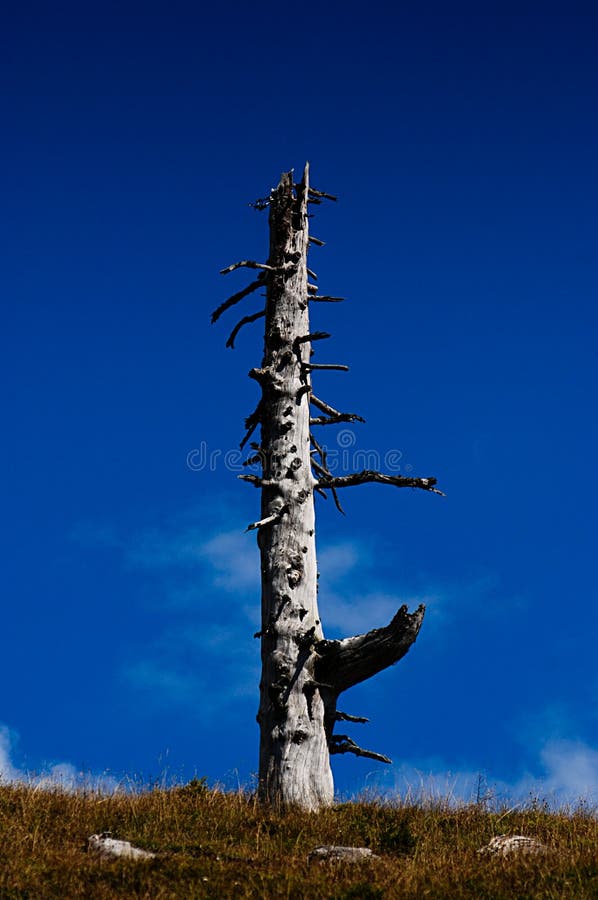 Arbre mort image stock. Image du dangereux, écologie - 11112187