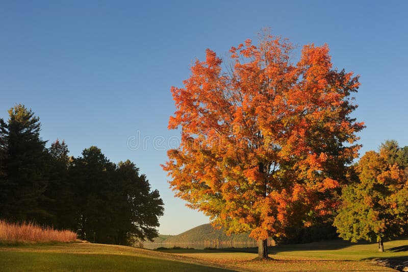 Arbre multicolore image stock. Image du zone, herbe, lumineux - 7164271