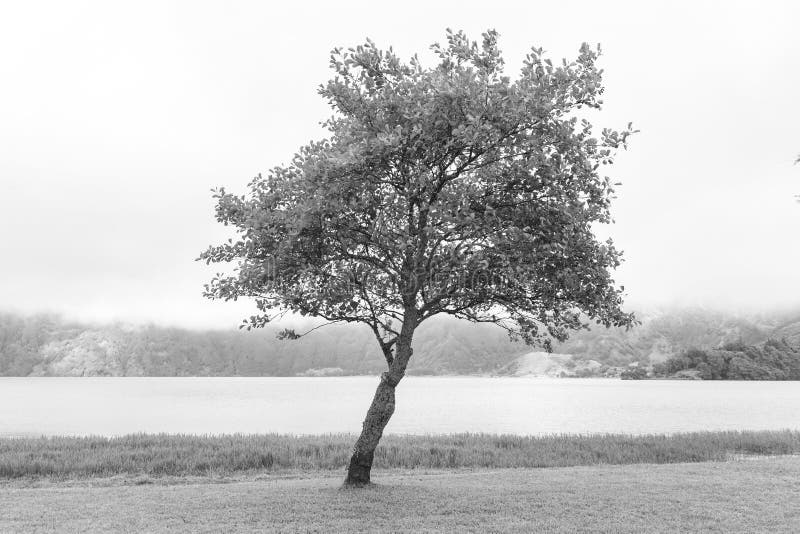 Arbre noir et blanc photo stock. Image du course, nature - 133765374