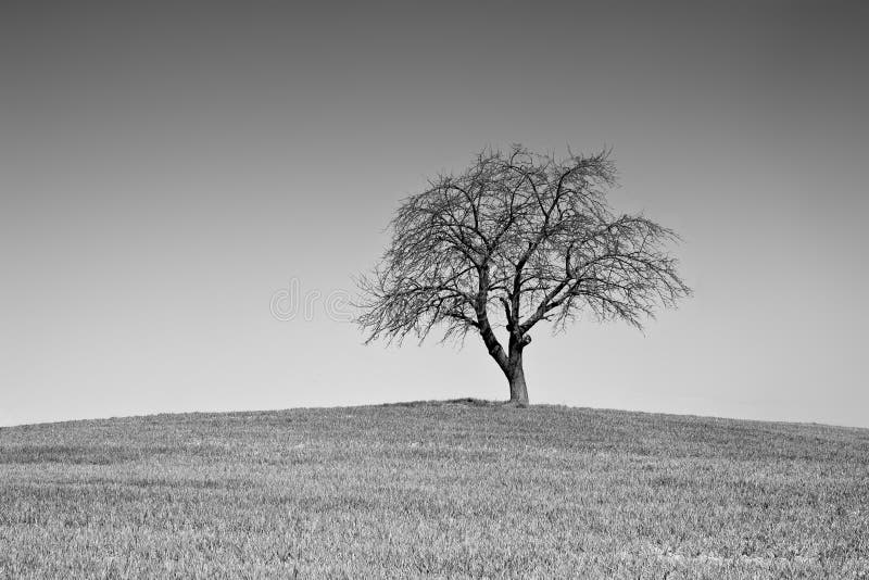 380,692 Arbre Noir Et Blanc Photos libres de droits et gratuites de ...