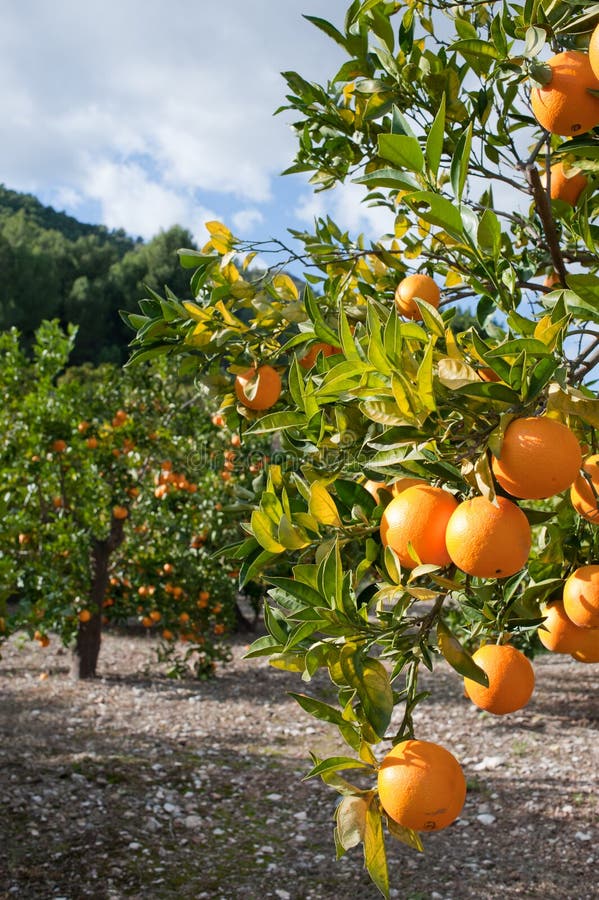 Arbre orange image stock. Image du branchement, oranges - 17687343