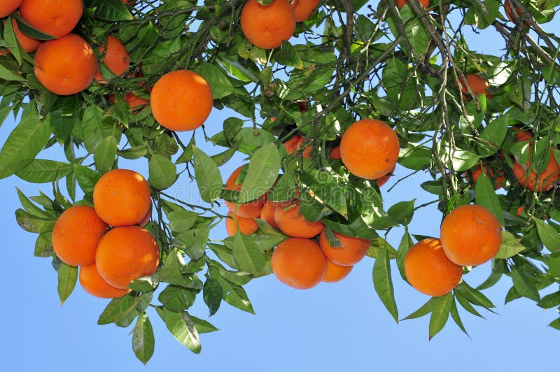Peu D'arbre Orange D'isolement Image stock - Image du ornement ...