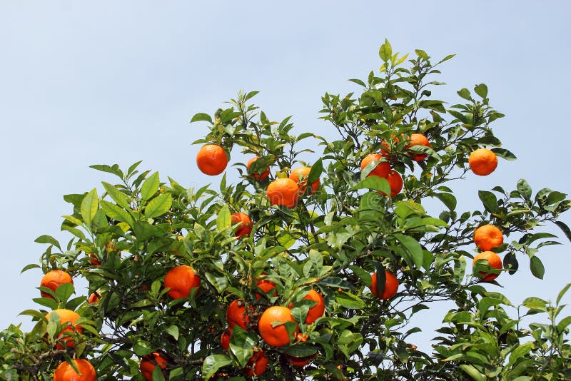 Arbre orange photo stock. Image du arbre, méditerranéen - 23648750