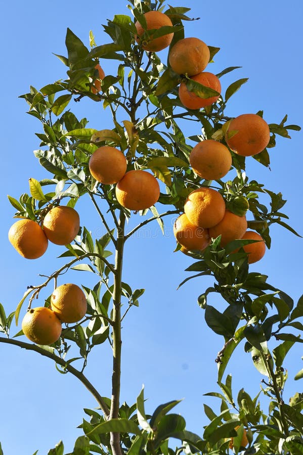 Fruit orange sur l'arbre photo stock. Image of nourriture - 12498914