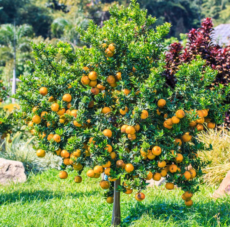 Orange image stock. Image du frais, juteux, ferme, croissance - 38831771