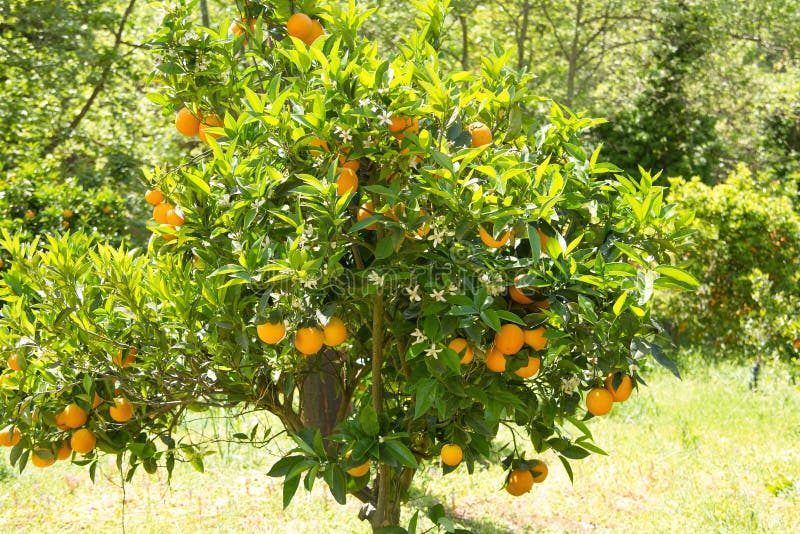 Arbre Avec Des Fleurs Et Des Oranges Image stock - Image du nourriture ...