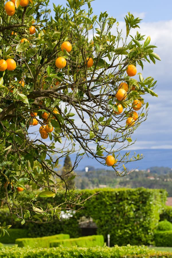 Oranges Sur L'arbre - Portugal Photo stock - Image du bleu, course ...
