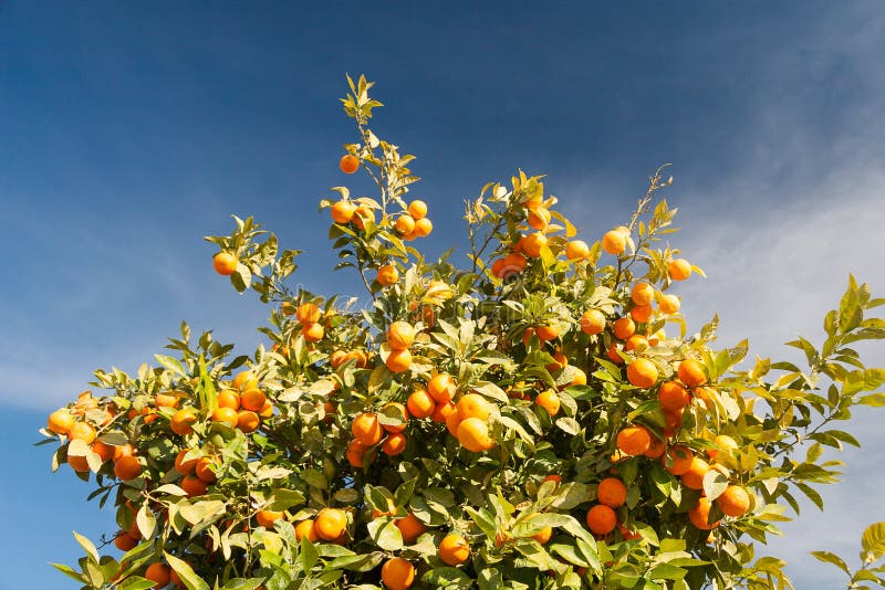 Arbre Orange - Citrus Sinensis Photo stock - Image du branchement ...