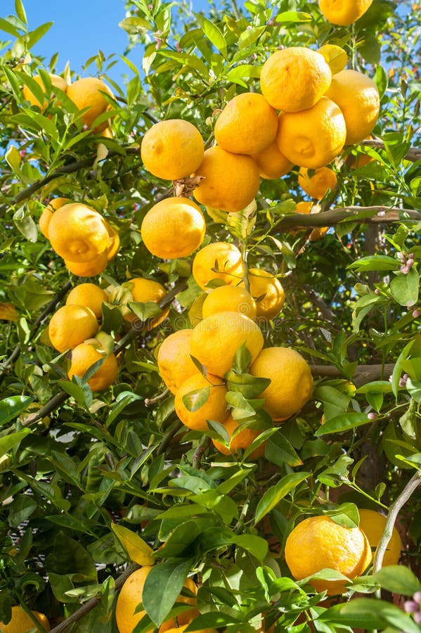 Verger Orange D'arbre Fruitier Photo stock - Image du vergers, orange ...