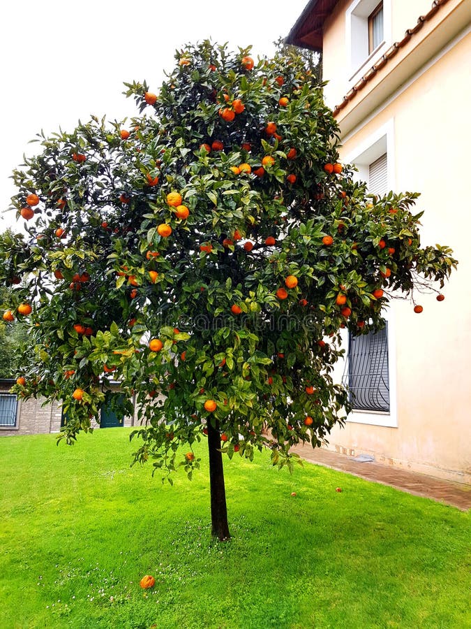 Arbres Fruitiers, Jardins, Arbre Orange Image stock - Image du fruit ...