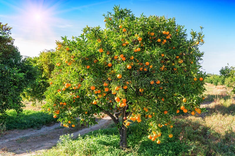 Arbre orange luxuriant photo stock. Image du lame, agriculture - 84741528