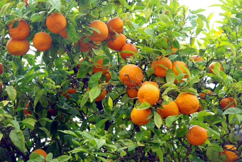 Arbre orange sauvage image stock. Image du orange, sauvage - 17087939