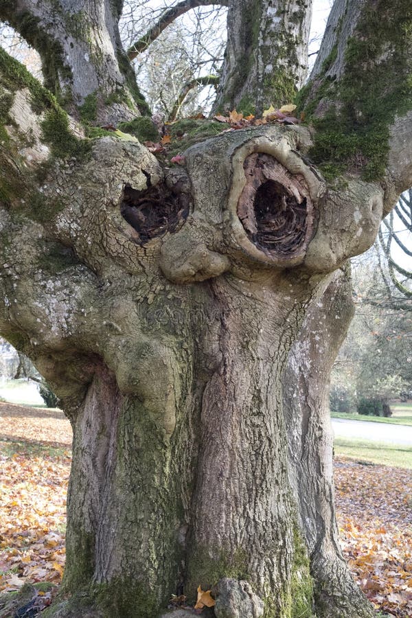 Arbre Avec Le Visage Humain Photo stock - Image du forêt, centrale: 22614