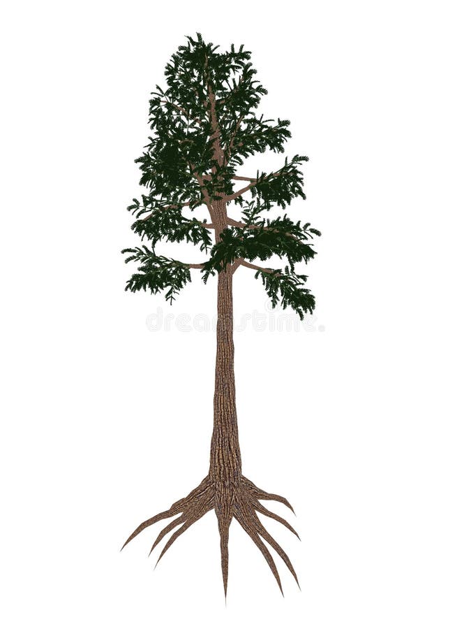 Arbre Préhistorique D'Archaeopteris - 3D Rendent Illustration Stock ...