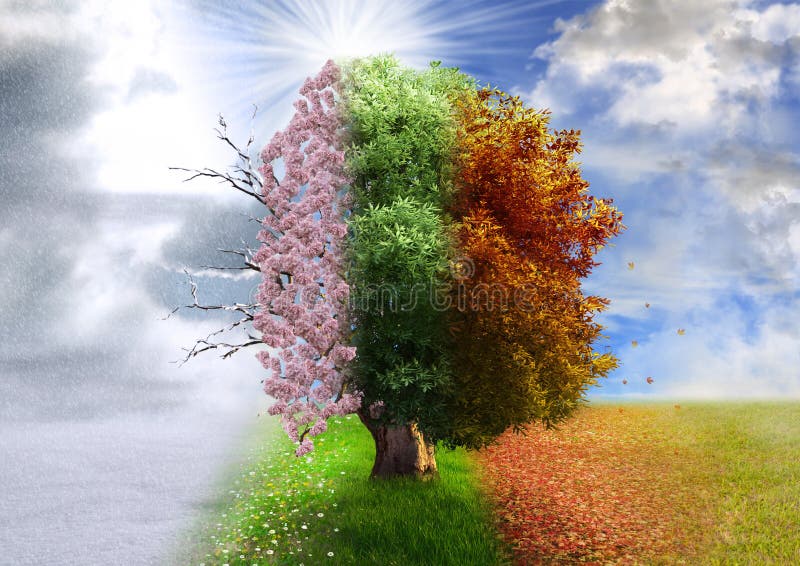 Arbre Quatre-saisons De Concept De Changement Photo stock - Image du ...