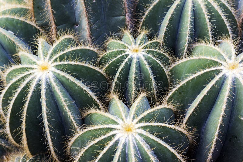 Arbre Rond De Cactus En Nature Photo stock - Image du normal, fleur ...