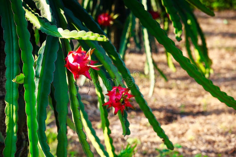 Arbre Rouge De Fruit Du Dragon Dans Le Jardin Image stock - Image du ...