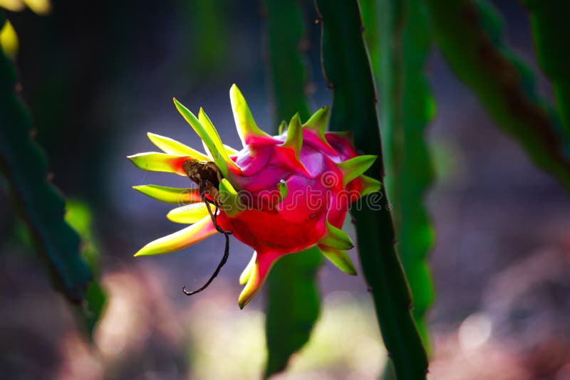 Arbre Rouge De Fruit Du Dragon Dans Le Jardin Image stock - Image du ...