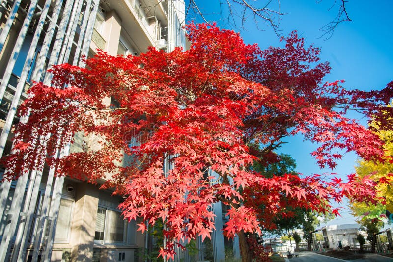 Arbre rouge de momiji image stock. Image du saison, couleur - 50236439