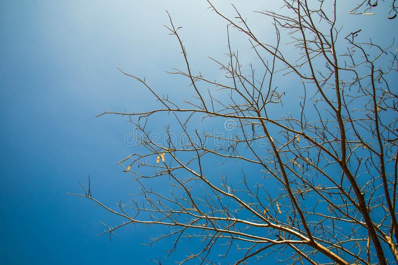 Arbre sec. image stock. Image du paysage, campagne, mondial - 37904433