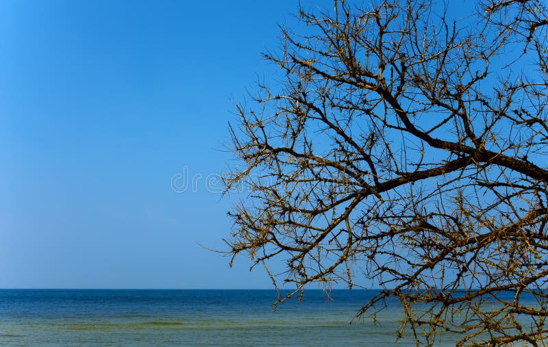 Tronc D'arbre Sec Avec L'horizon De Mer Photo stock - Image du ...