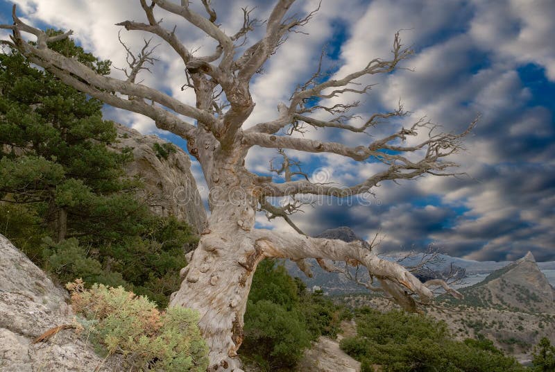 Arbre sec robuste image stock. Image du montagne, lifeless - 7394627