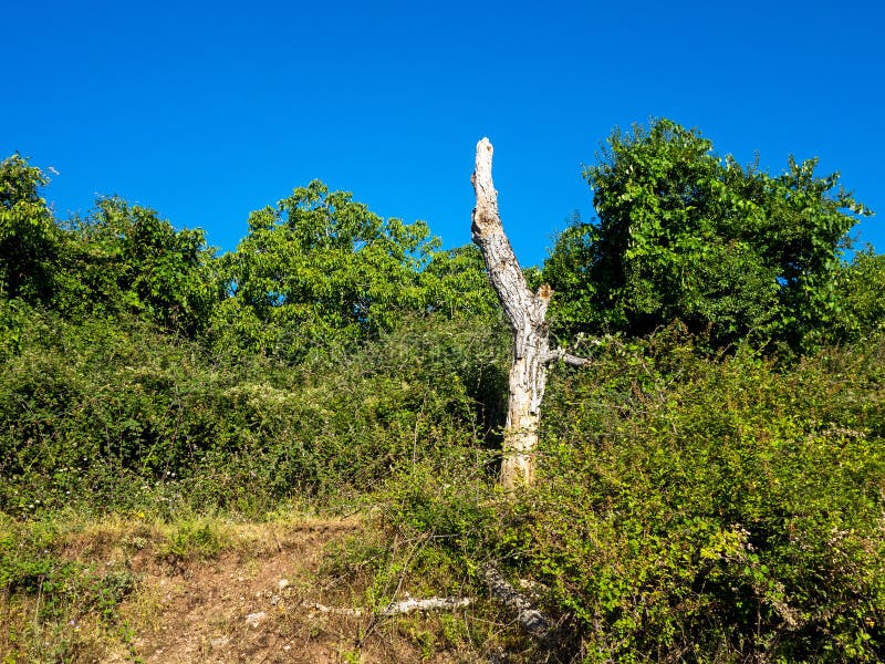 Arbre sec robuste image stock. Image du montagne, lifeless - 7394627