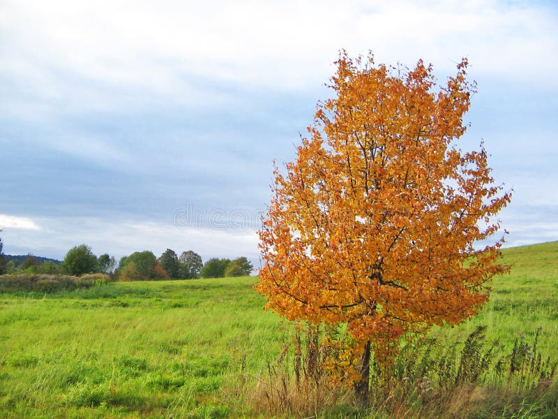 Arbre simple image stock. Image du vert, européen, nuage - 12076385