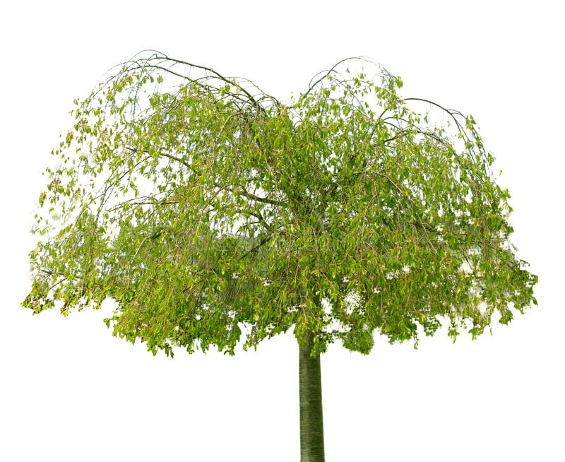 Arbre simple photo stock. Image du saisonnier, campagne - 5297296