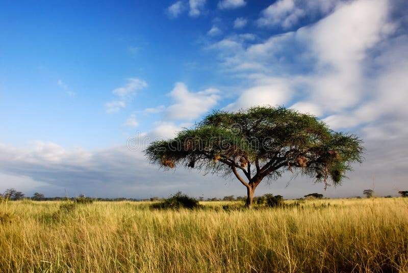 Arbre Simple D'acacia Dans La Savane Photo stock - Image of herbe, seul ...