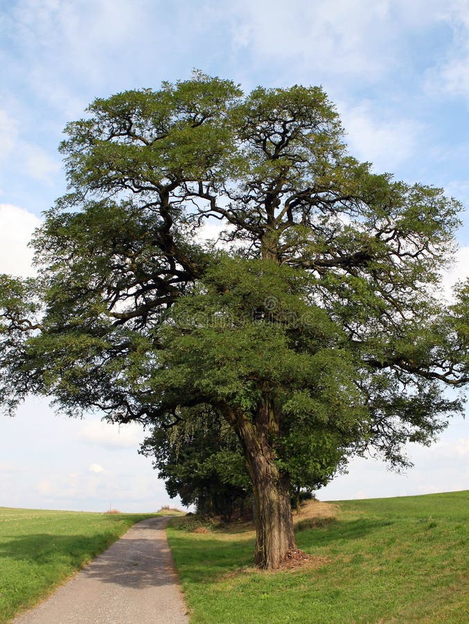 Arbre solitaire photo stock. Image du jour, pré, forêt - 14475396
