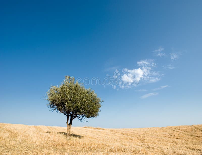 Arbre solitaire olive photo stock. Image du zone, paysager - 6672464