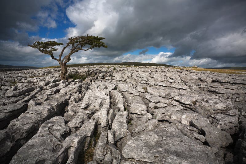 Arbre Solitaire Sur Twistleton Scar Image stock - Image du yorkshire ...