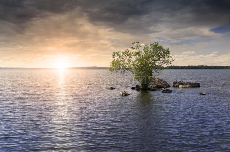 Arbre solitaire sur le lac photo stock. Image du intérieur - 34382684