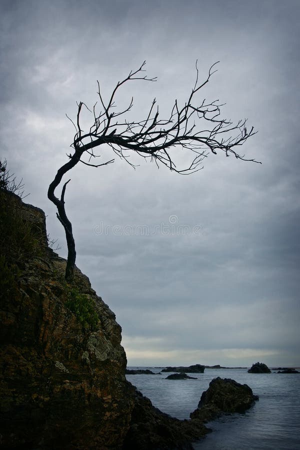 Arbre tordu photo stock. Image du vous, gnarly, bois, tordu - 858108