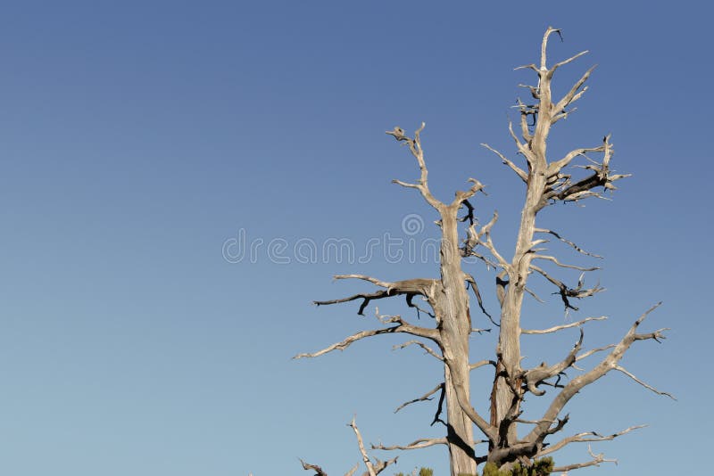 Arbre tordu photo stock. Image du tordu, profondément, effrayant - 858108
