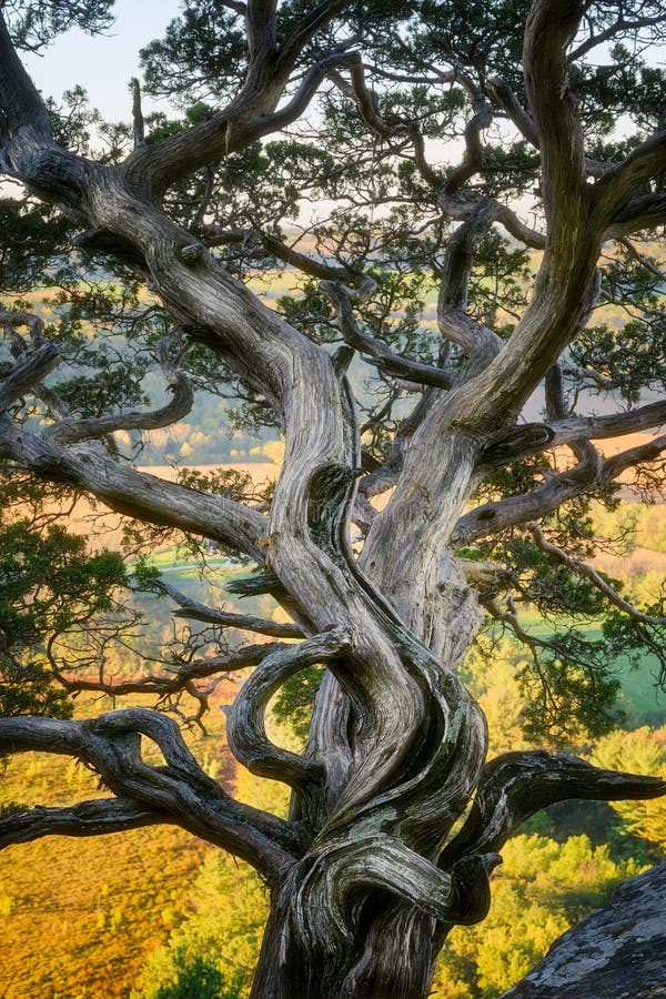 Arbre tordu sur la falaise image stock. Image du falaise - 31511779