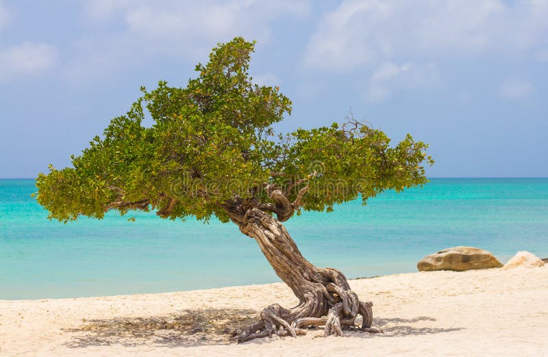 Arbre Tordu En Eagle Beach, Aruba Image stock - Image du central ...