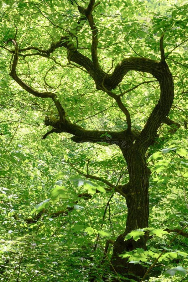 Tronc d'arbre tordu photo stock. Image du tordu, tronc - 69068046