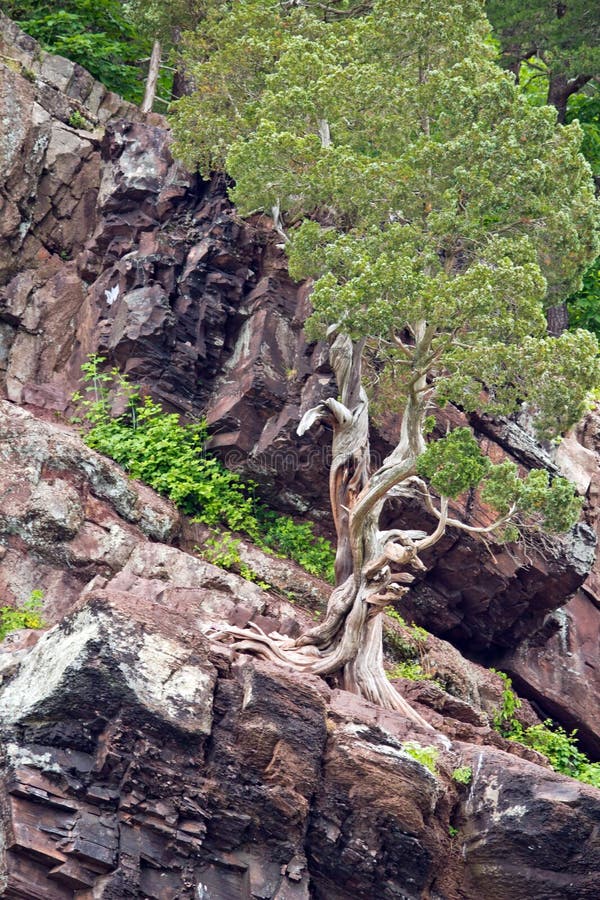 Arbre tordu sur la falaise image stock. Image du embrouillé - 31511779