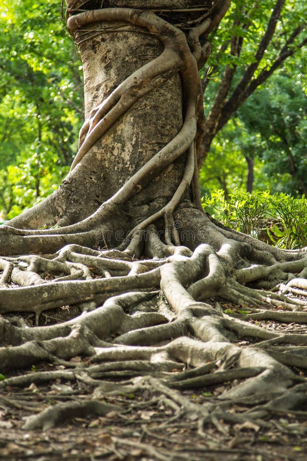 Arbre tropical photo stock. Image du environnement, aube - 31206456
