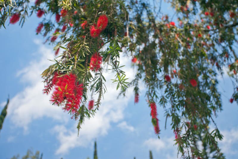 Arbre Tropical Avec Les Fleurs Rouges Image stock - Image du brillant ...